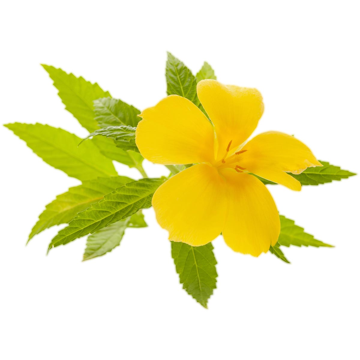 Damiana Essential Oil: Benefits, Uses & Insights