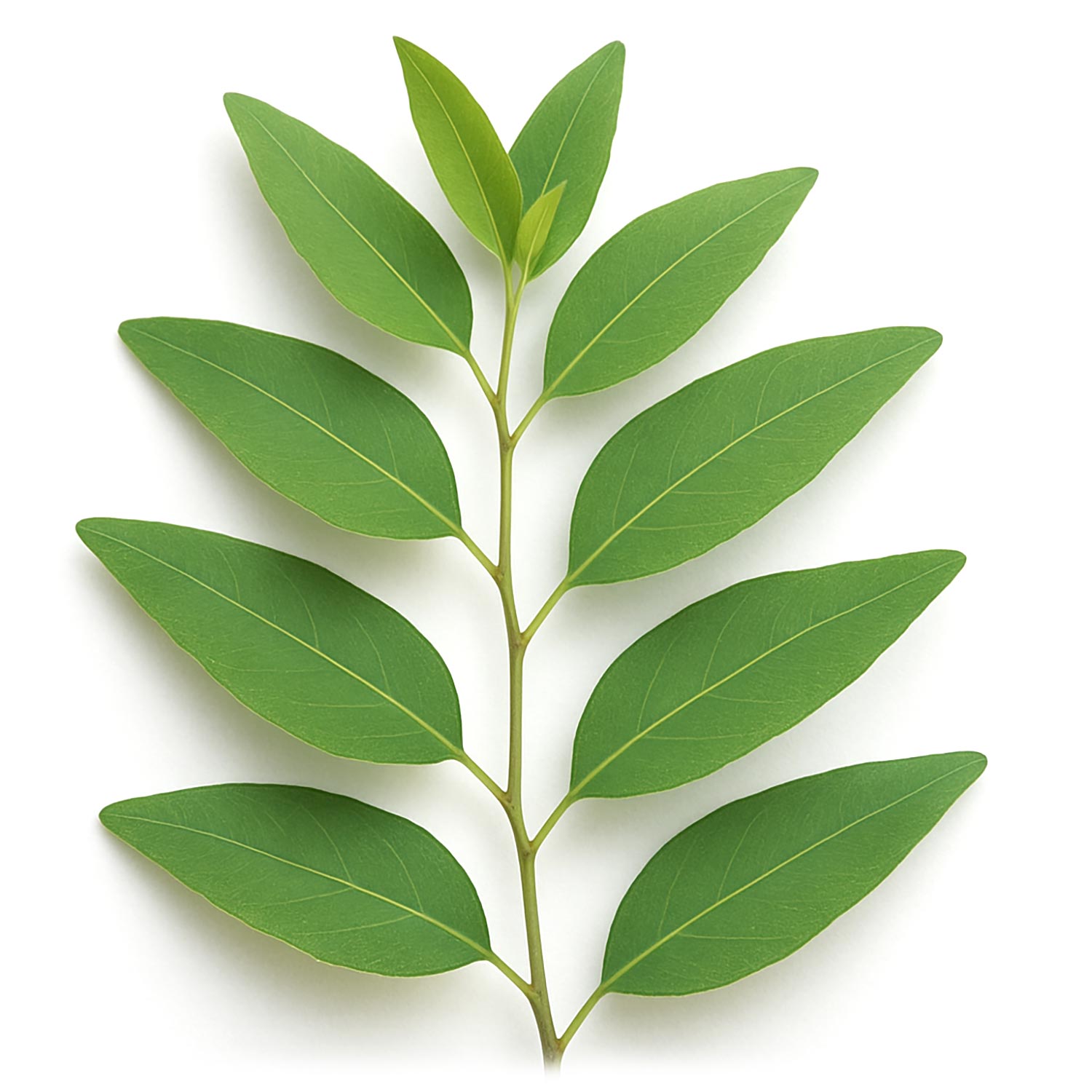 Lemon-Scented Ironbark Essential Oil: Benefits, Uses & Insights