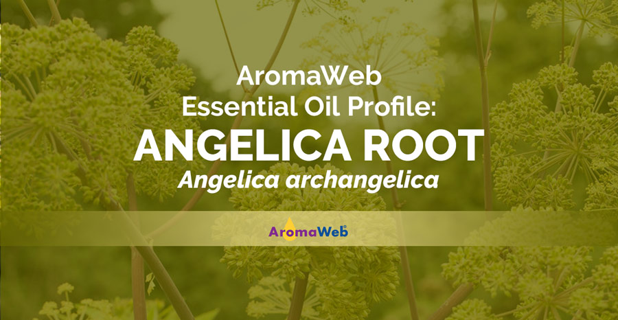 Angelica Root Essential Oil: Benefits, Uses & Insights