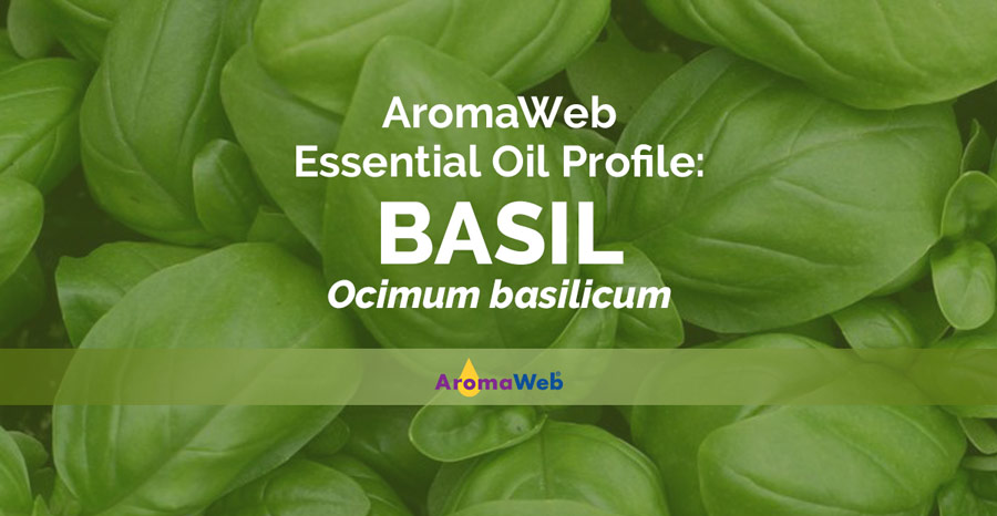 Basil Essential Oil: Benefits, Uses & Insights