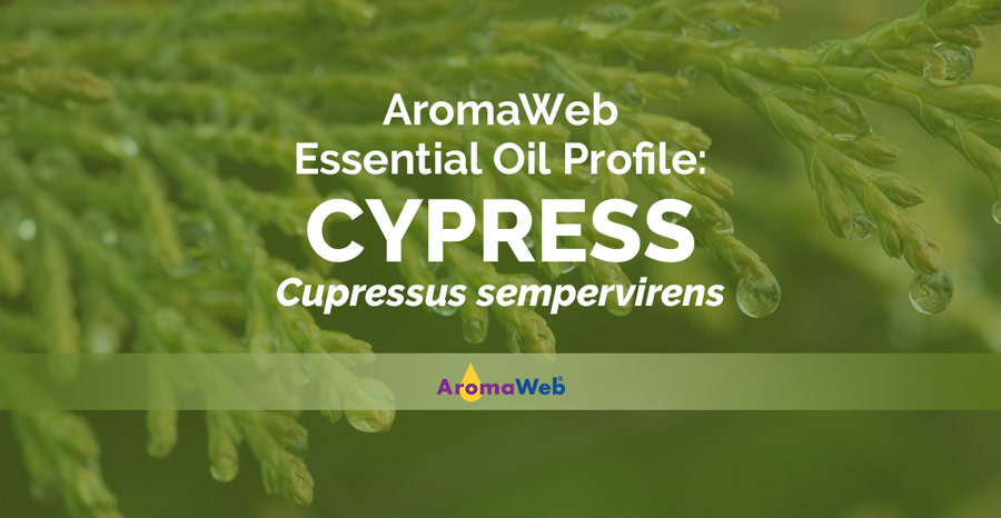 Cypress Essential Oil: Benefits, Uses & Insights
