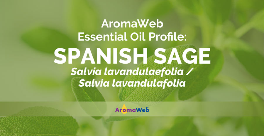 Spanish Sage Essential Oil Profile, Benefits and Uses | AromaWeb