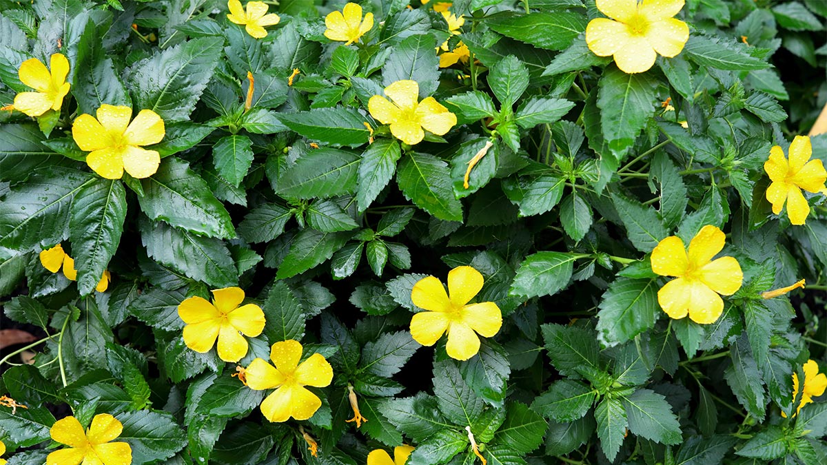 Damiana Essential Oil: Benefits, Uses & Insights